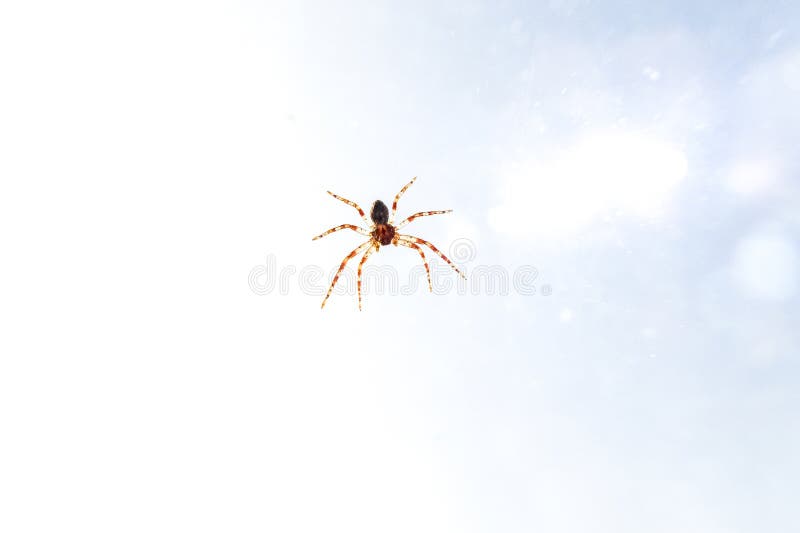 Small Bright Spider on a Window Pane Against a Light Sky Background ...