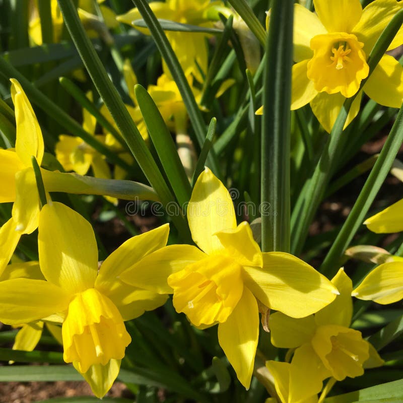 Small Bright Yellow Daffodils in Spring. Stock Image - Image of colored ...