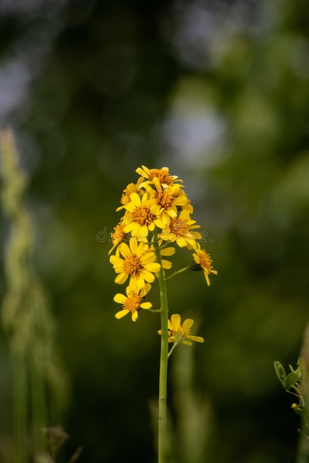 Small Bright Yellow Flowers Close Up Stock Photo - Image of chamomile ...