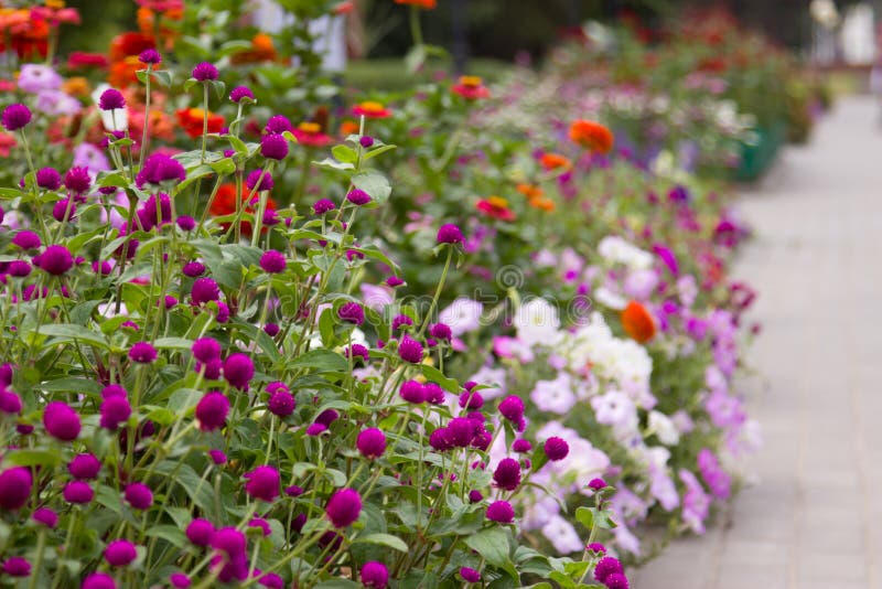 Small Brightly Colored Flowers in the Park. Stock Photo - Image of park ...