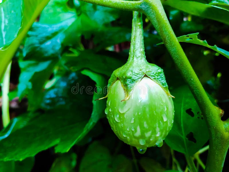 Small Brinjal in the Tree with Water Drops in Rainy Day Stock Image ...