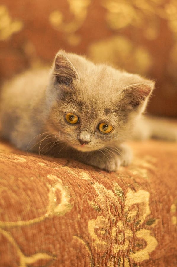 Small British kitten stock image. Image of baby, grey - 78860381