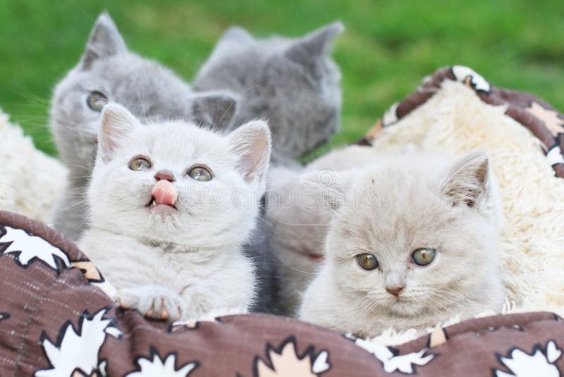 Small British kitten stock image. Image of baby, grey - 78860381