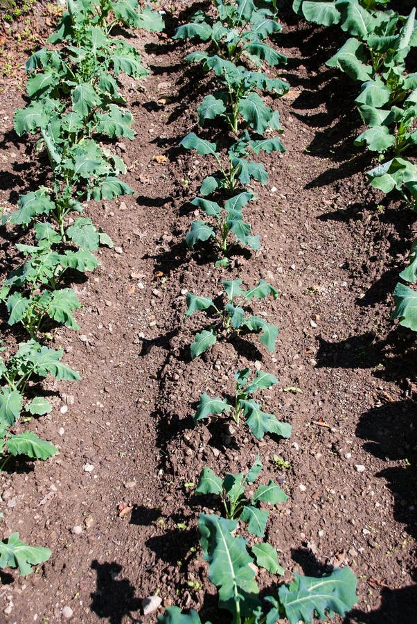Small broccoli stock photo. Image of ingredient, salad - 21776306