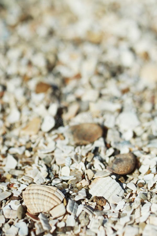 Broken Seashell Fragments on a Beach in Macro Stock Image - Image of ...