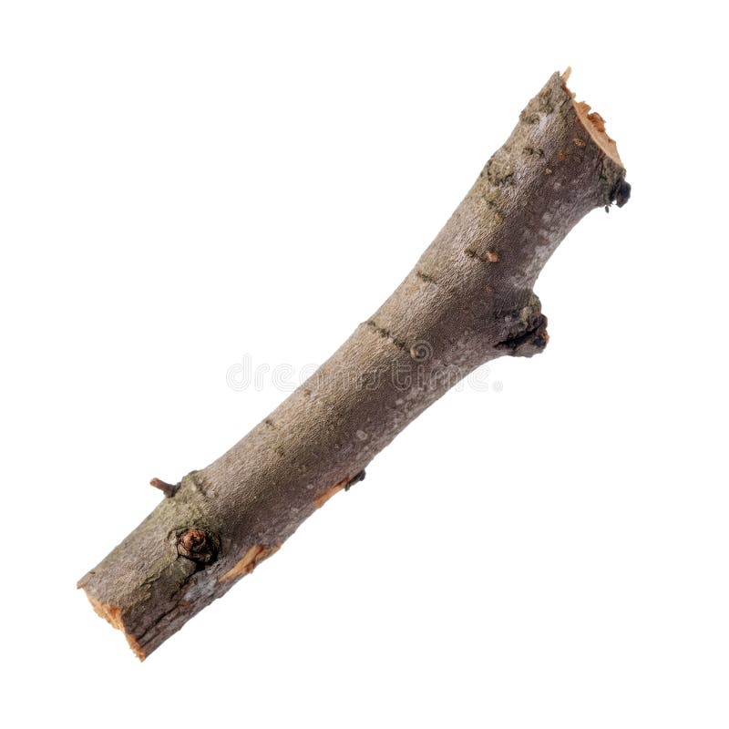 Small Broken Tree Branch with Visible Texture Isolated on Transparent ...