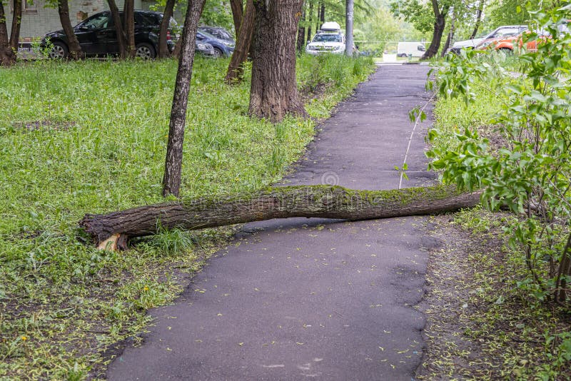 Small Broken Tree Fell on a City Footpath. the Storm Broke a Tree in a ...