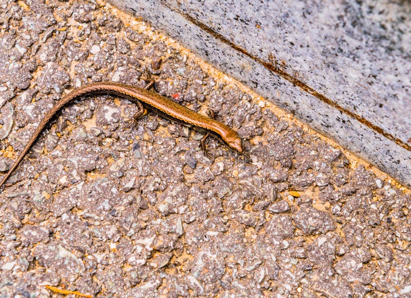 Small Bronze Colored Lizard Stock Image - Image of korean, curb: 158531089