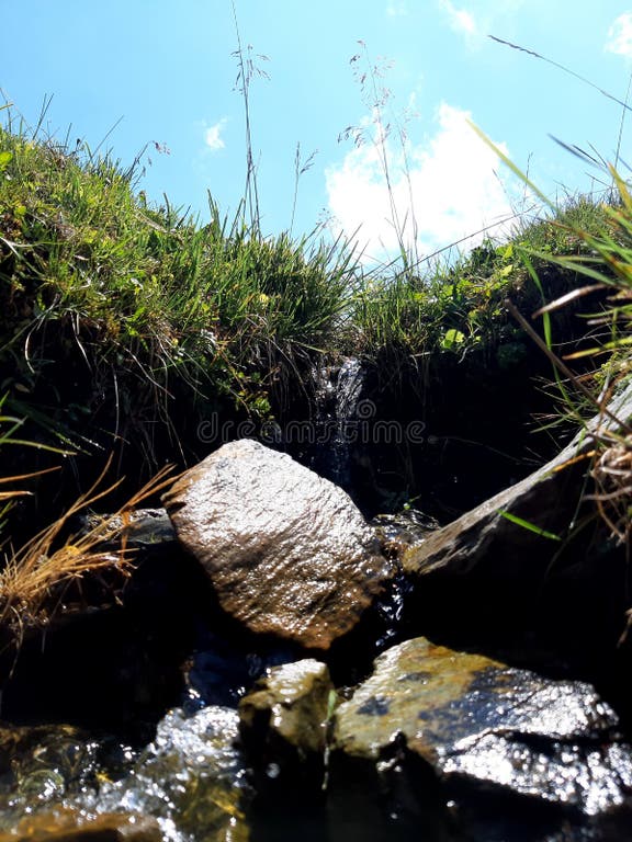 Small Brood from a Low Angle Stock Photo - Image of brood, sunlight ...