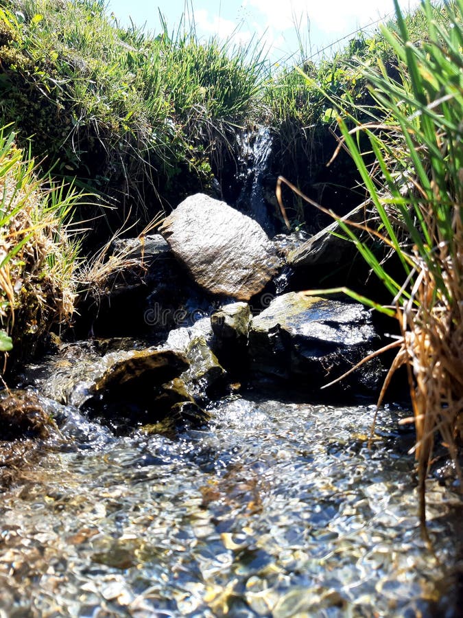 Small Brood from a Low Angle Stock Photo - Image of water, grass: 253098968
