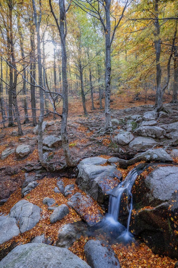 Small Brook in a Colorful Autumn Forest. Long Exposure Picture Stock ...