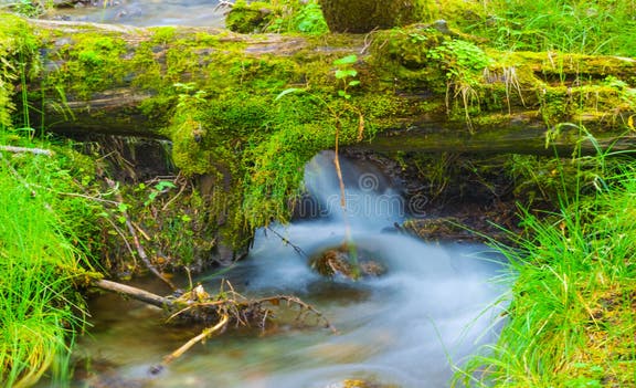 Brook Flow through a Green Forest Stock Image - Image of motion, floral ...