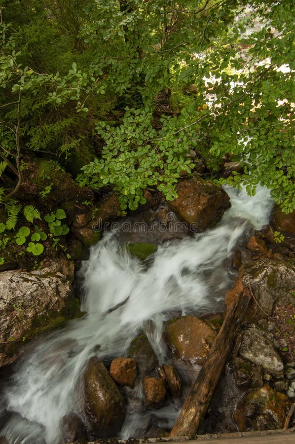 A small stream stock photo. Image of root, environment - 194926026