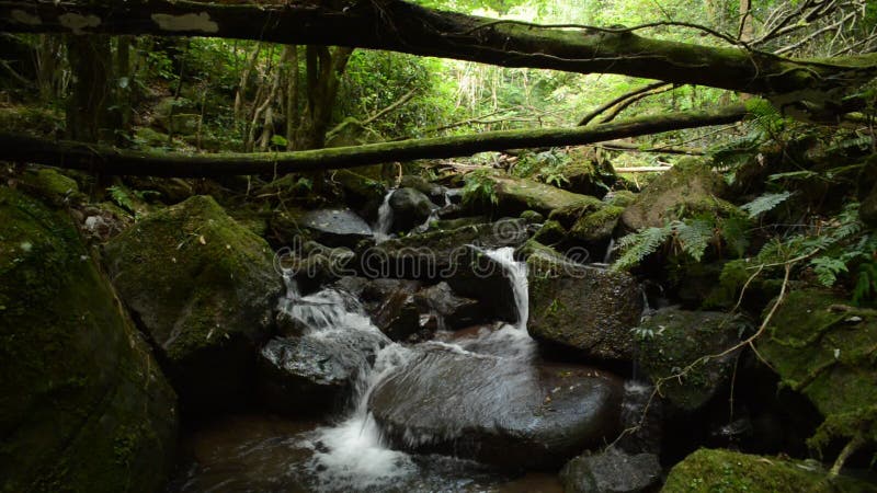 Small brook flowing stock footage. Video of tree, river - 170677854
