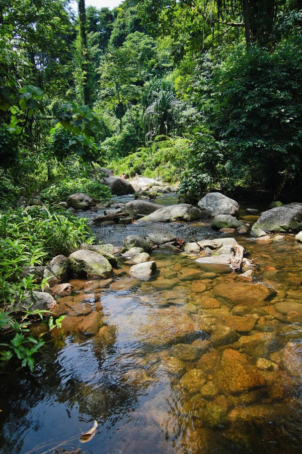 Small brook in a forest stock photo. Image of plant, beautiful - 24336670