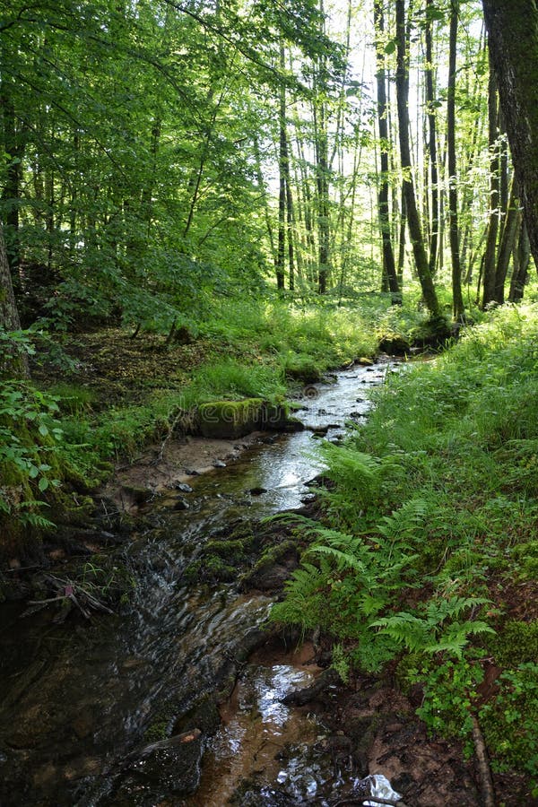 Brook in the forest stock image. Image of river, beautiful - 2926447
