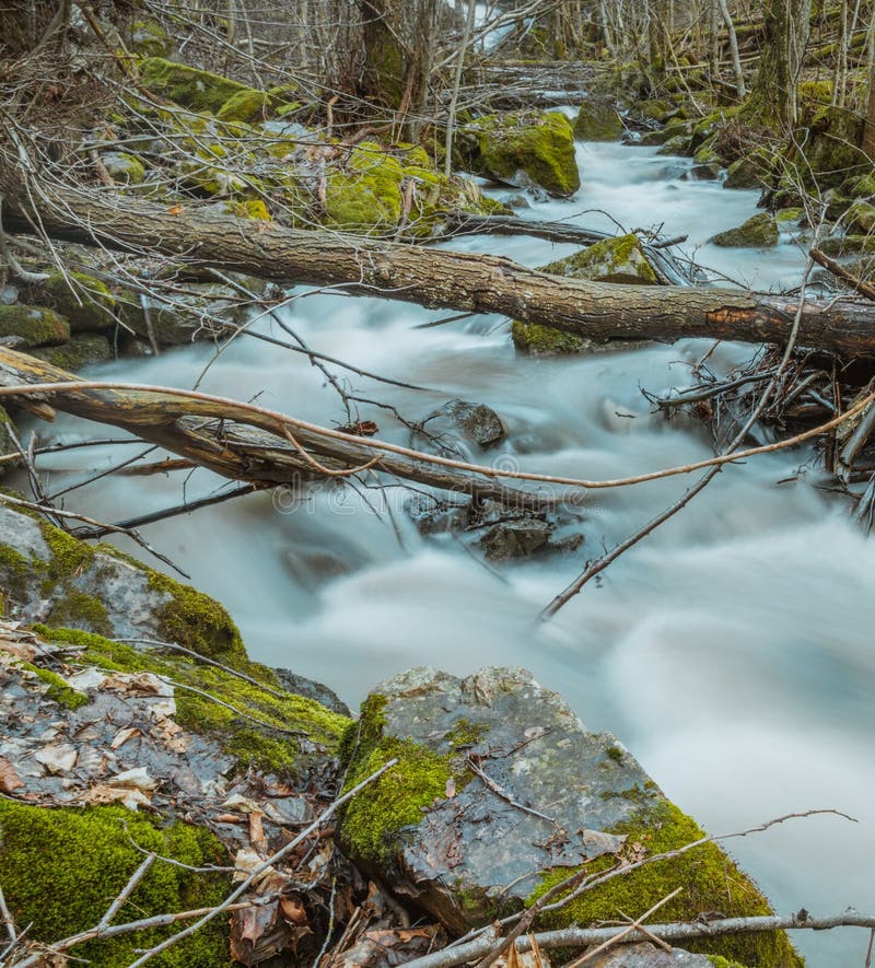 A Small Brook in the Middle of a Scandinavian Forest Stock Image ...