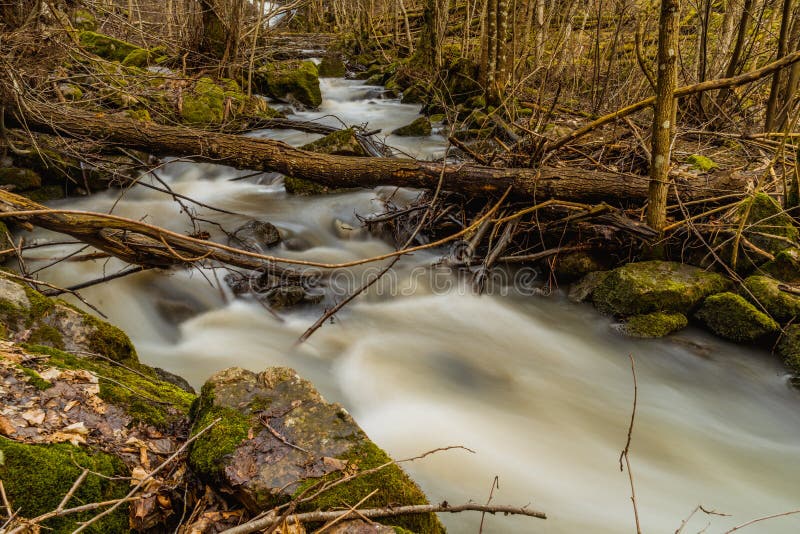 A Small Brook in the Middle of a Scandinavian Forest Stock Image ...