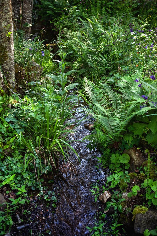Small Brook and Spring Vegetation Stock Image - Image of plant, park ...
