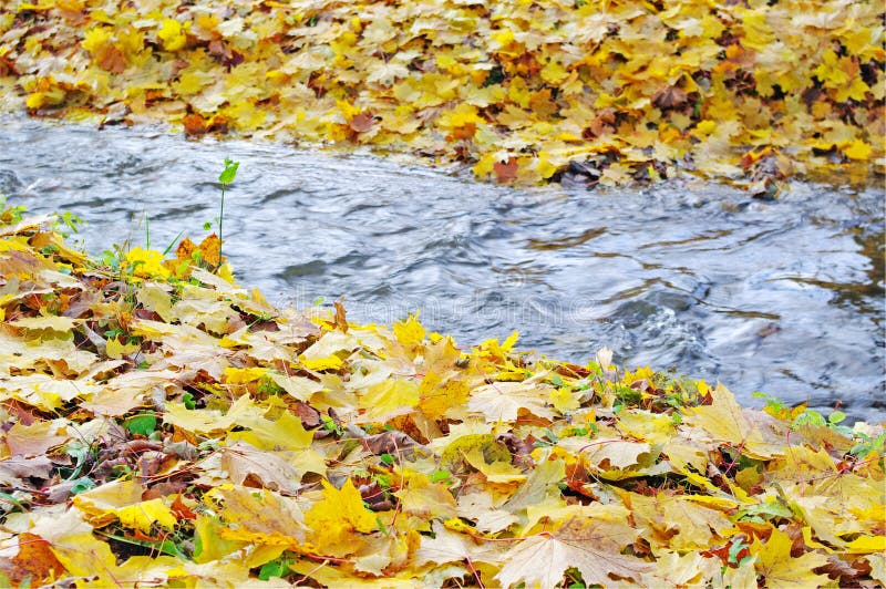 Small brooklet. stock image. Image of ripple, maple, brooklet - 16935909