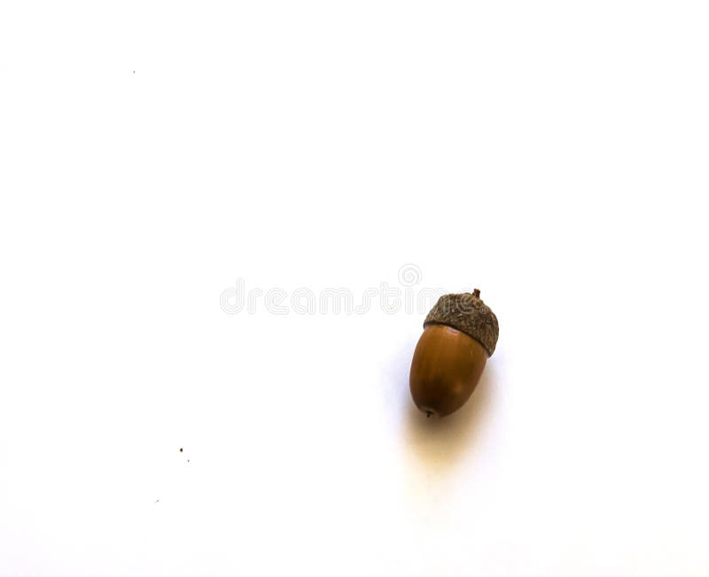 Brown Acorn Isolated on a White Background Stock Photo - Image of ...