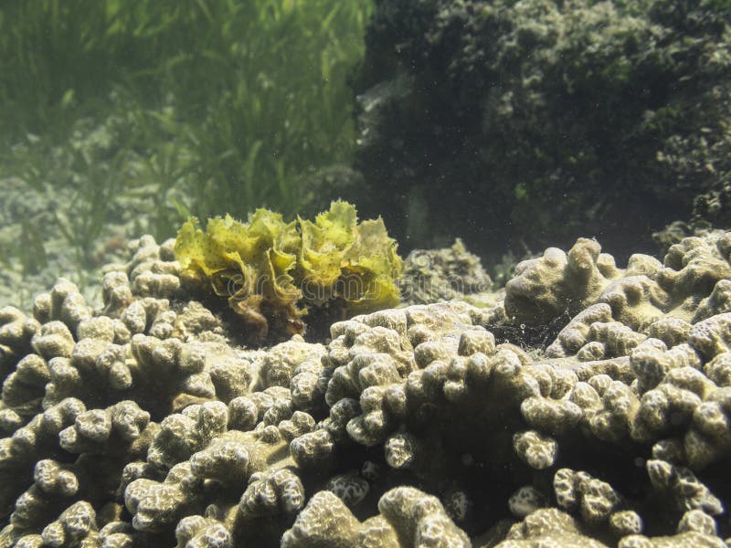 Small Brown Algae Grows on a Stone Coral Stock Photo - Image of island ...