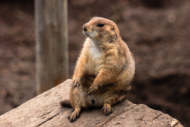 A Small Brown Animal with a Black Nose Sits on a Log Stock Photo ...