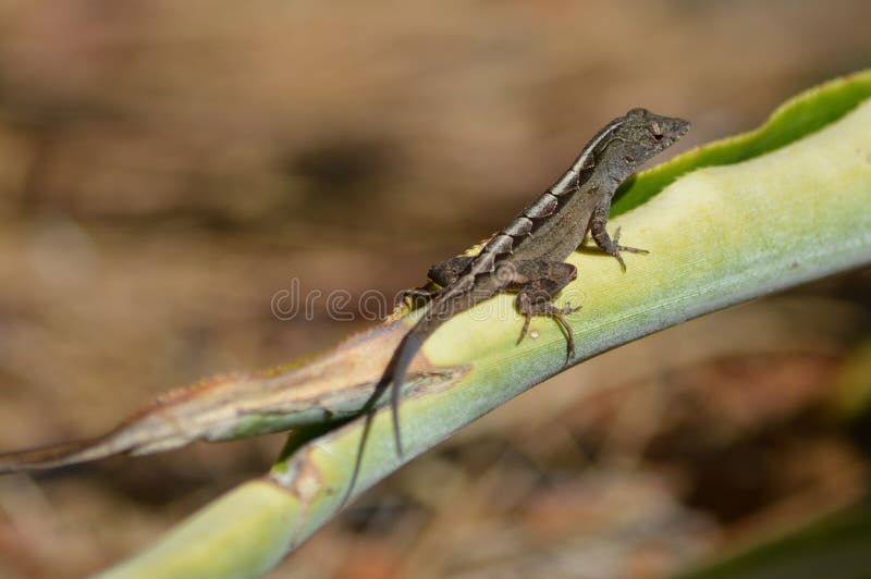 Closeup of a Tiny Brown Anole Lizard Perched on a Pineapple Leaf in a ...