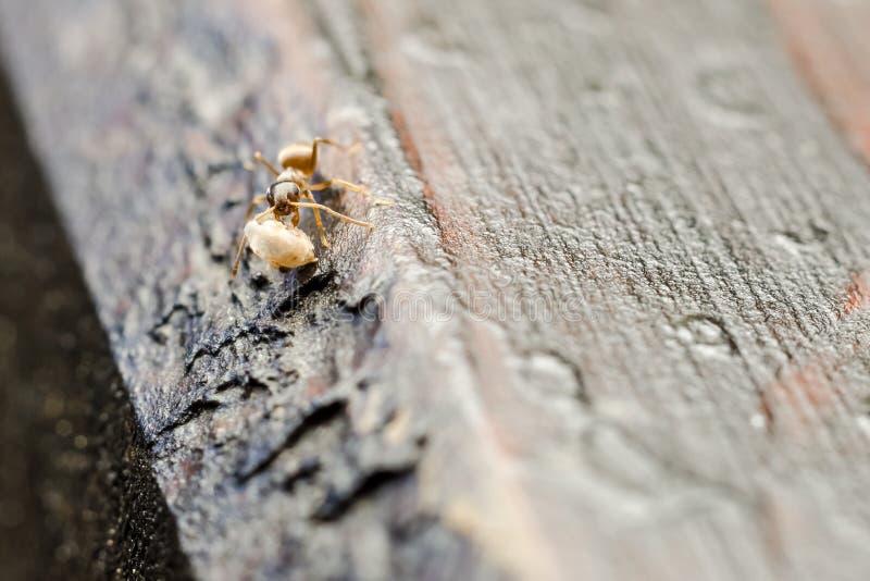 Small Brown Ant Worker Macro Stock Photo - Image of green, team: 34716732