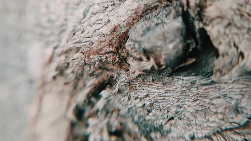 Small Brown Ants Moving Along the Textured Surface of a Tree Trunk ...