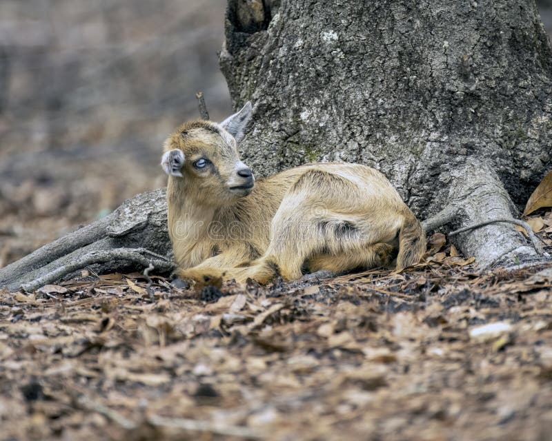 A Small Brown Baby Goat Waking Up from a Nap Stock Image - Image of ...