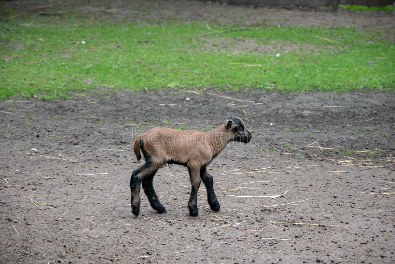 Small Brown Baby Goat Standing on Farmland Stock Image - Image of small ...