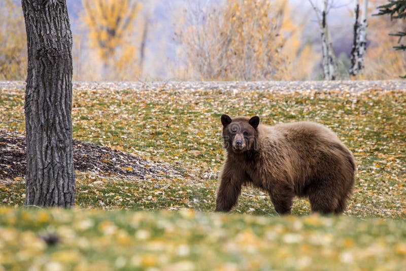 Small brown bear stock photo. Image of outdoors, looking - 169548490