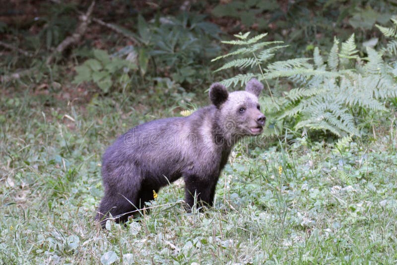 A Small Brown Bear Cub is Calling Its Mother Stock Photo - Image of ...