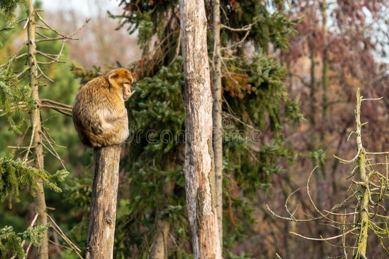 A Small Brown Bear Perched on Top of a Tree Trunk Stock Photo - Image ...
