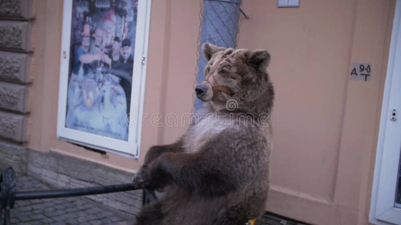 Brown Bear with Leash and Muzzle is Forced To Sit on Chair in Human ...