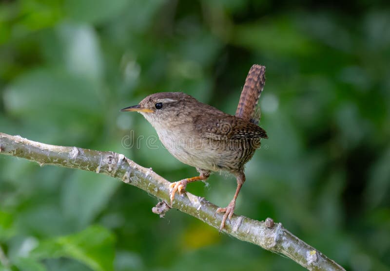 Small Brown Bird on a Branch. Stock Photo - Image of close, bird: 385136224