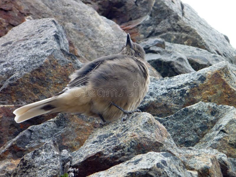 Small Brown Bird on a Grey Stone Stock Image - Image of plumage, fauna ...