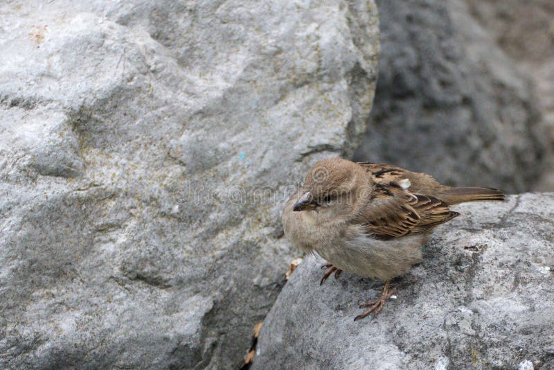 Small Brown Bird on a Grey Stone Stock Image - Image of nature, stony ...