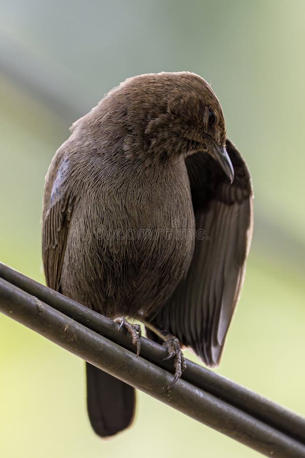 Black Robin Female Bird Checking Her Wings on a Wire Stock Photo ...