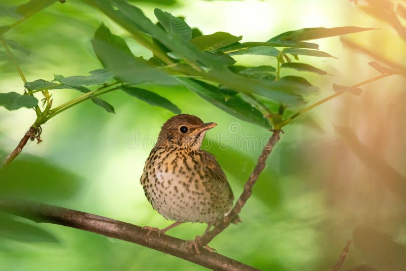 Small Brown Bird Perching on a Tree Branch Stock Image - Image of tree ...