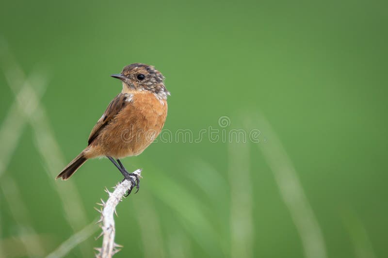 Stonechat on a Bare Stalk of a Bramble Plant Stock Photo - Image of ...