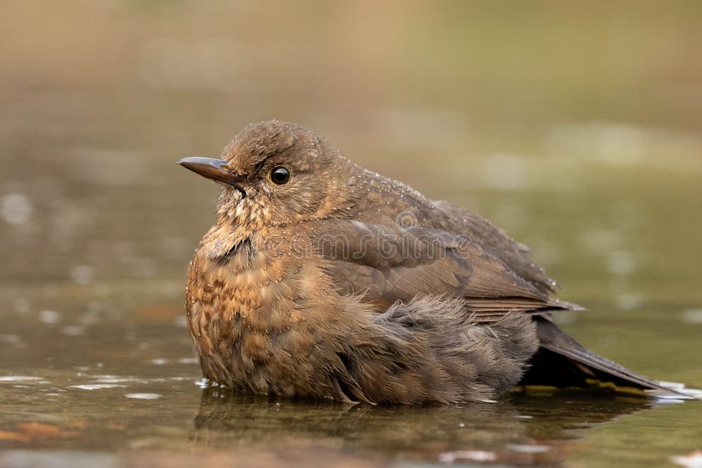 Small Brown Bird Sitting in a Puddle of Water by Itself Stock Photo ...