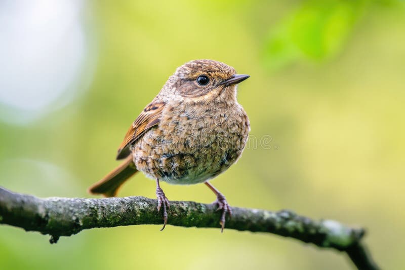 A Small Brown Bird Sitting on a Tree Branch, Possibly Looking for Food ...