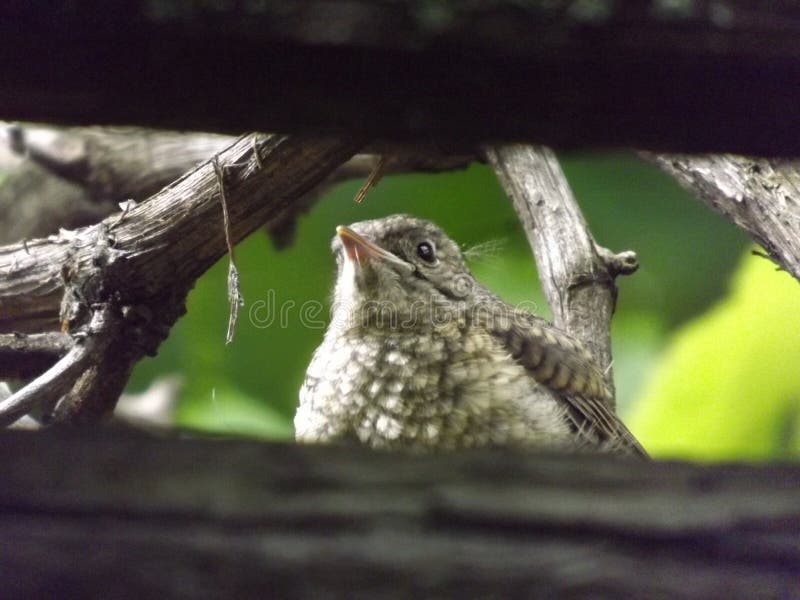 Small brown bird on a tree stock image. Image of bird - 150579385