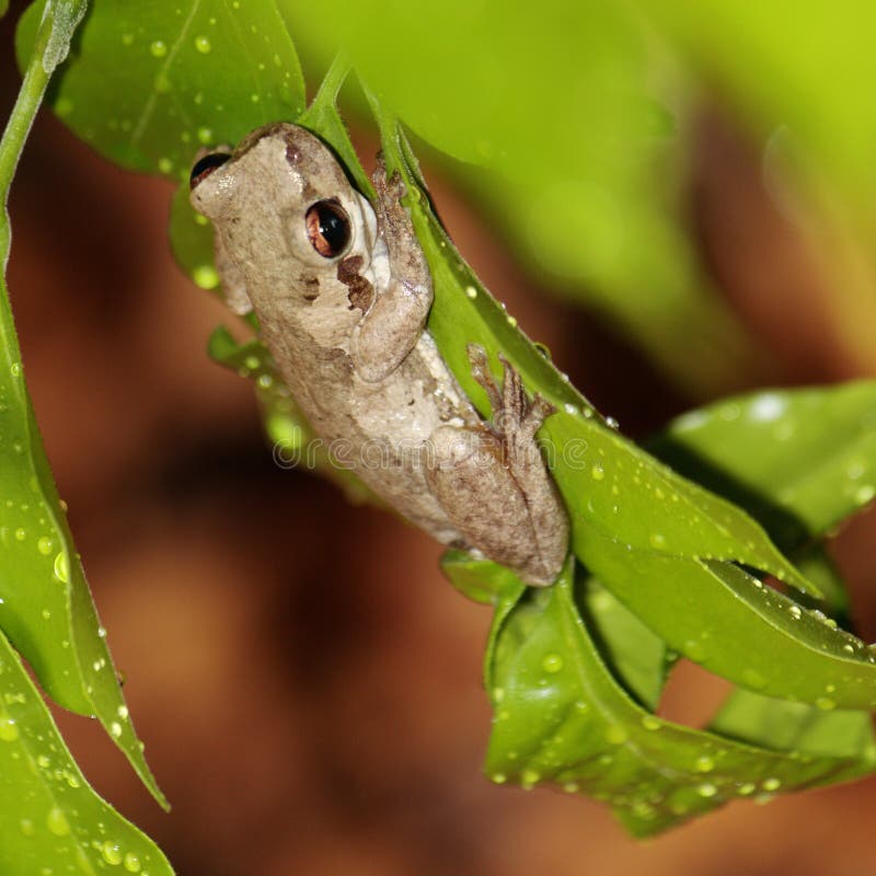 Small Brown Bleating Tree Frog on Wet Leaf Stock Photo - Image of ...