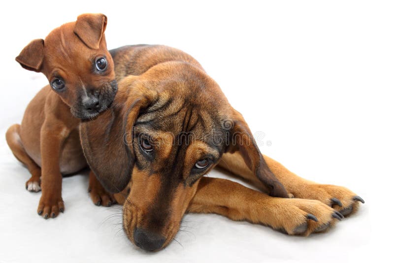 Small Brown Boxer Biting the Ear of a Large Dog Stock Image - Image of ...