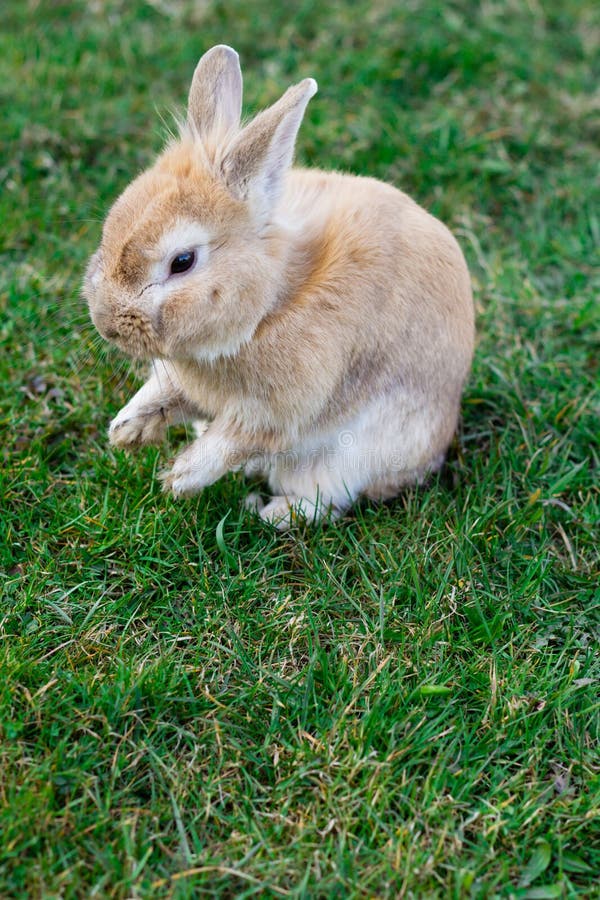 Small Brown Bunny on Green Grass Stock Image - Image of rabbit, pets ...