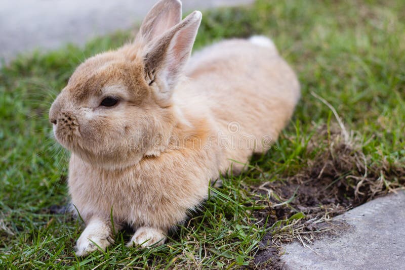 Small Brown Bunny on Green Grass Stock Image - Image of rabbit, hare ...