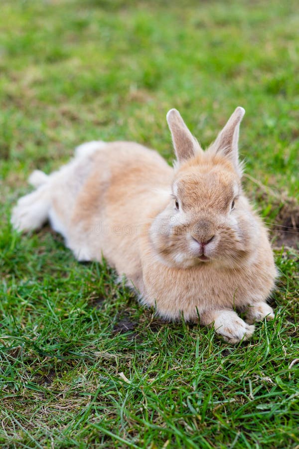 Small Brown Bunny on Green Grass Stock Photo - Image of easter ...